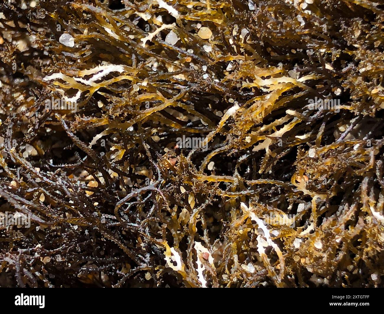 Scouring-pad alga (Endocladia muricata) Plantae Stock Photo - Alamy