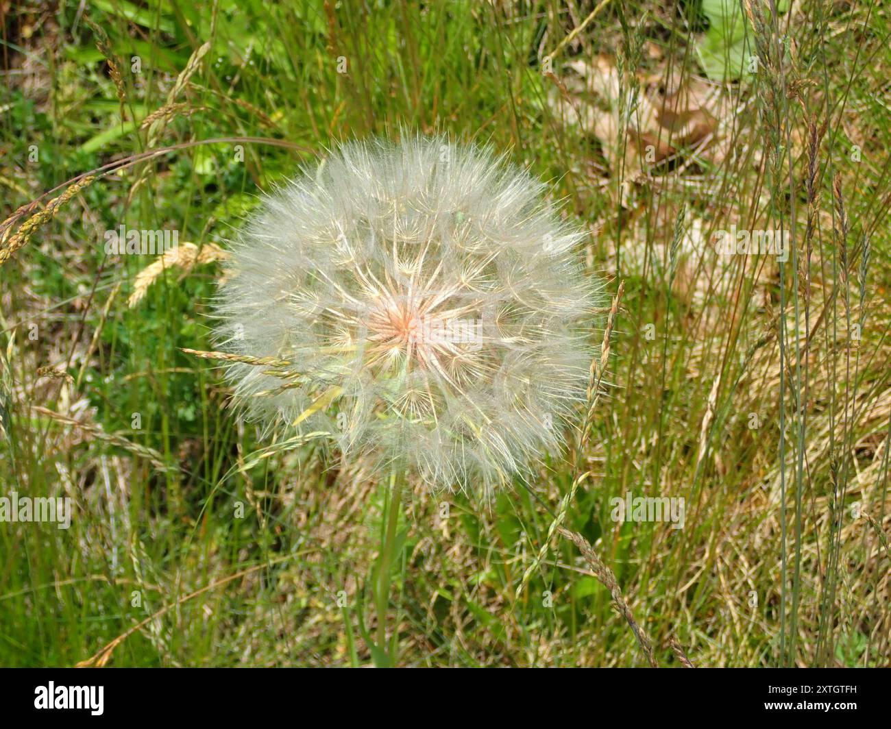 Salsifies (Tragopogon) Plantae Stock Photo - Alamy