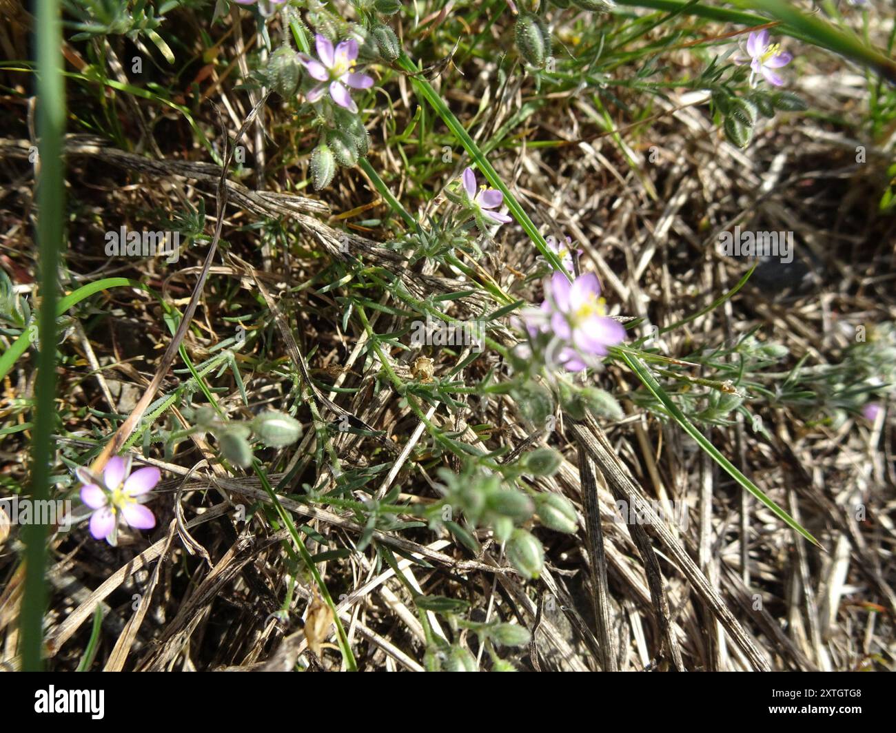 Red Sand Spurrey (Spergularia rubra) Plantae Stock Photo - Alamy