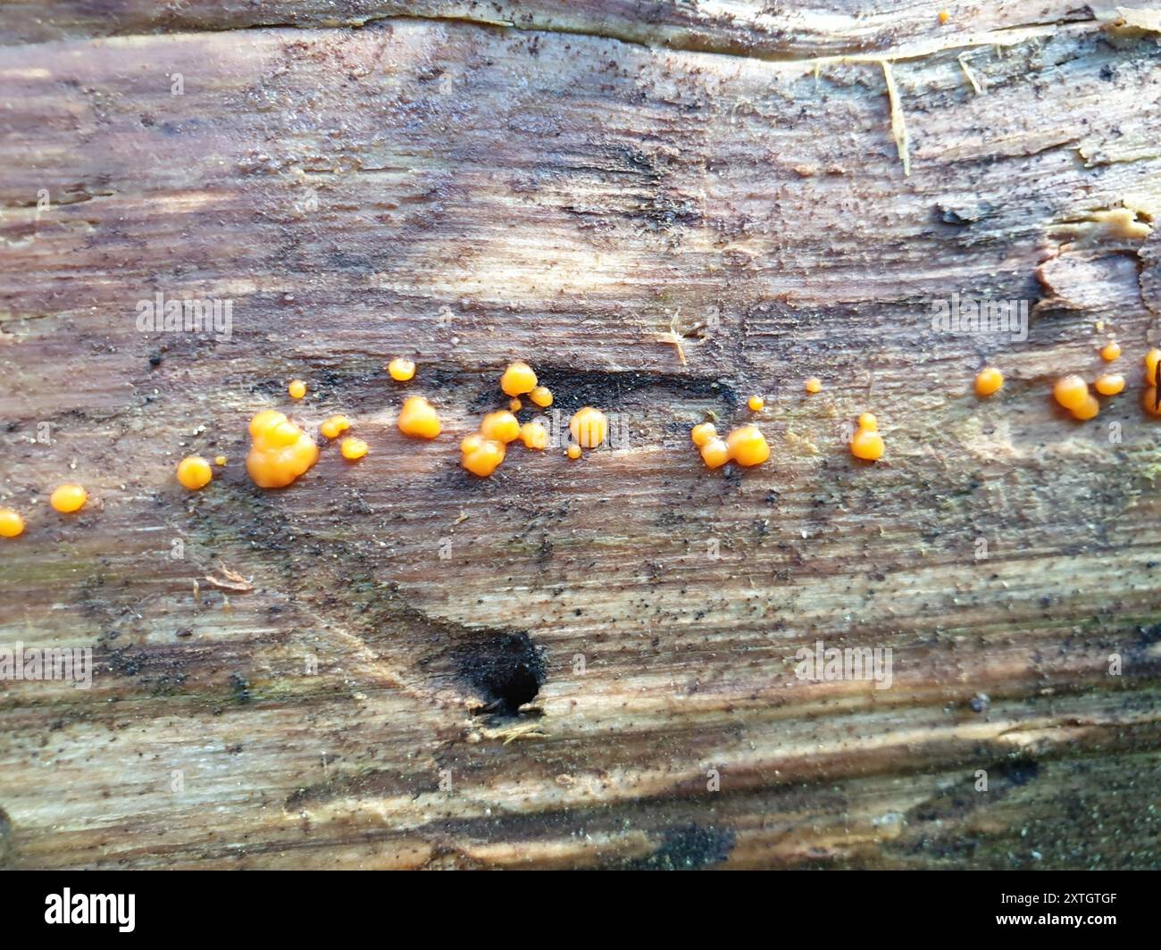 Jelly Spot Fungus (Dacrymyces stillatus) Fungi Stock Photo - Alamy