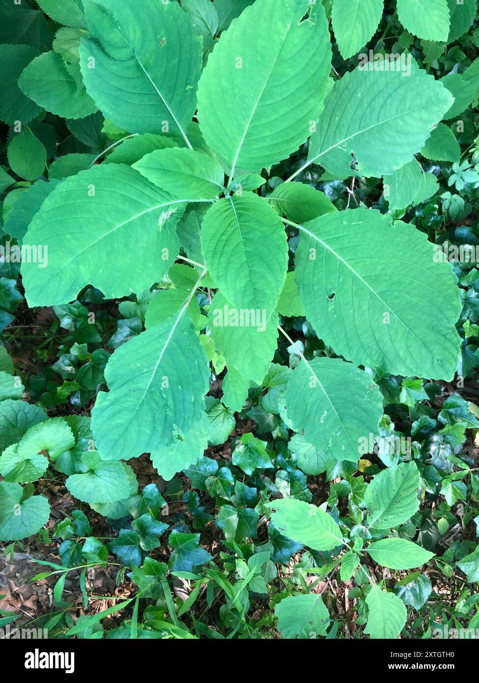 common jewelweed (Impatiens capensis) Plantae Stock Photo - Alamy