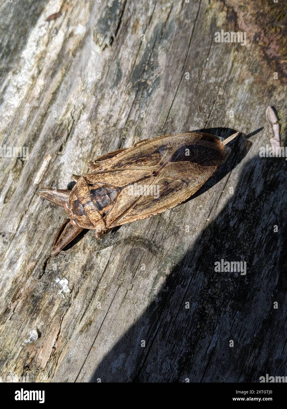 American Giant Water Bug (Lethocerus americanus) Insecta Stock Photo ...