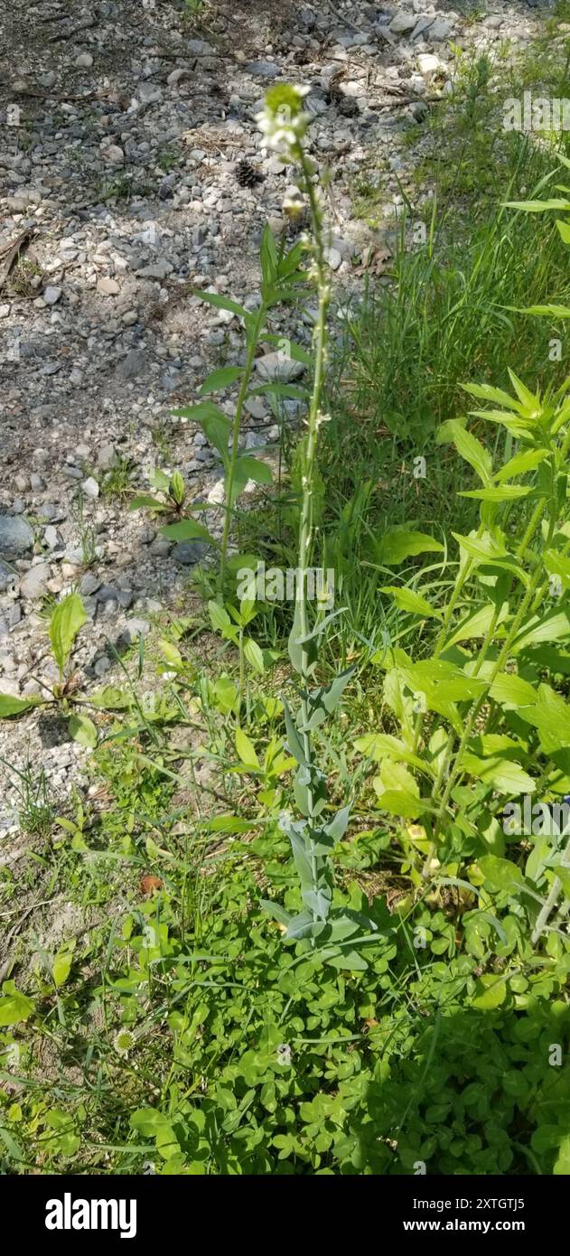 Tower Mustard (Turritis glabra) Plantae Stock Photo - Alamy