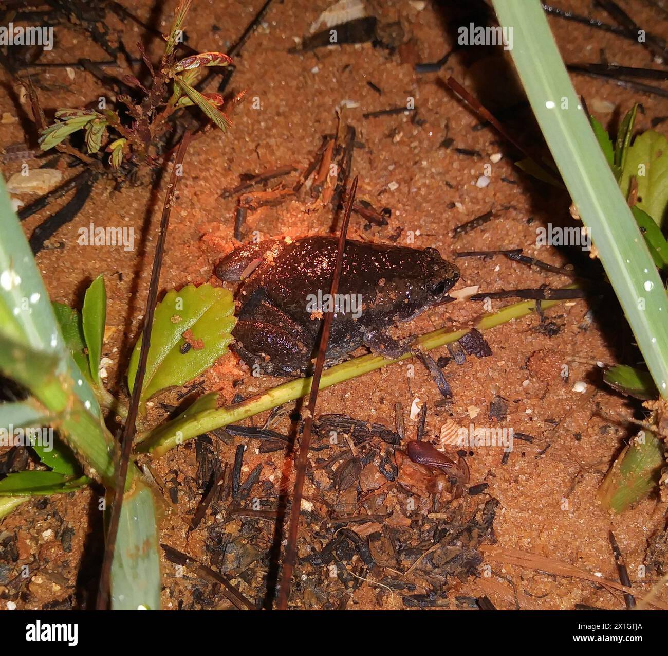 Eastern Narrow-mouthed Toad (Gastrophryne carolinensis) Amphibia Stock ...