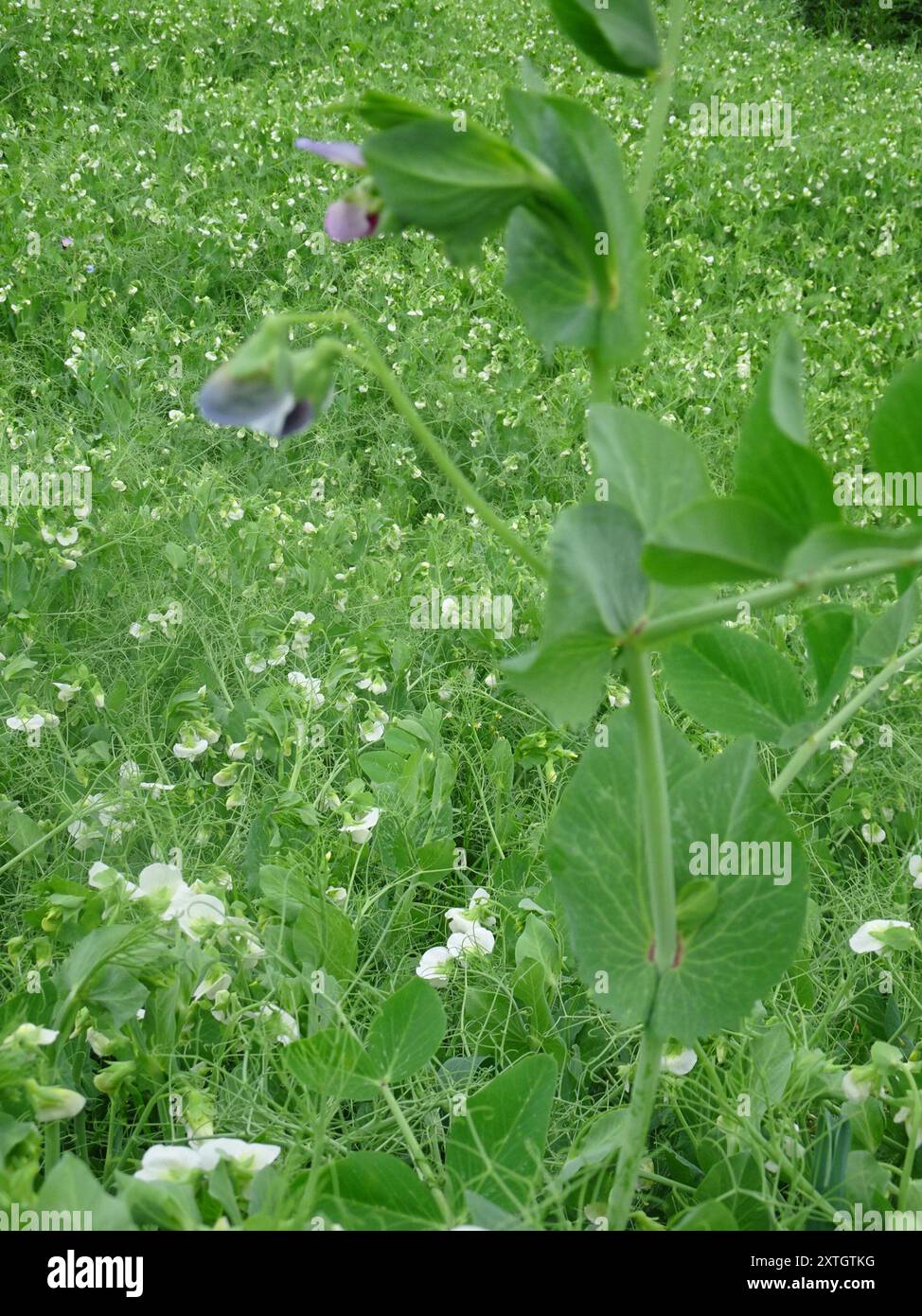 Common Pea (Pisum sativum) Plantae Stock Photo - Alamy