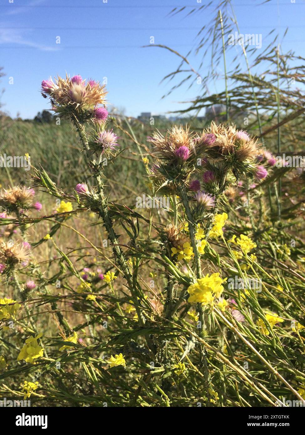 Slender Thistle (Carduus tenuiflorus) Plantae Stock Photo - Alamy