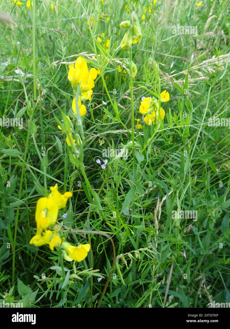 meadow pea (Lathyrus pratensis) Plantae Stock Photo - Alamy