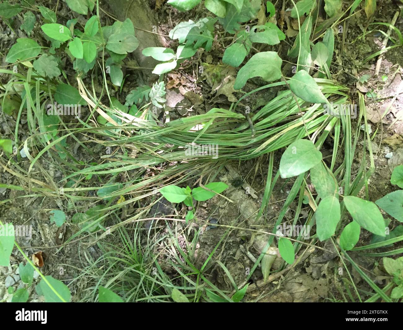 Prune-fruit Sedge (Carex corrugata) Plantae Stock Photo - Alamy