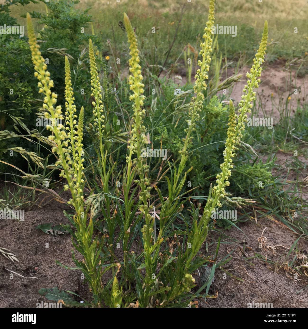 Weld (Reseda luteola) Plantae Stock Photo - Alamy