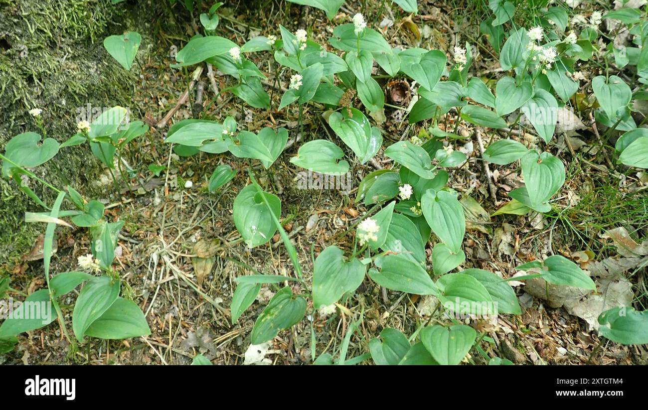 May Lily (Maianthemum bifolium) Plantae Stock Photo - Alamy