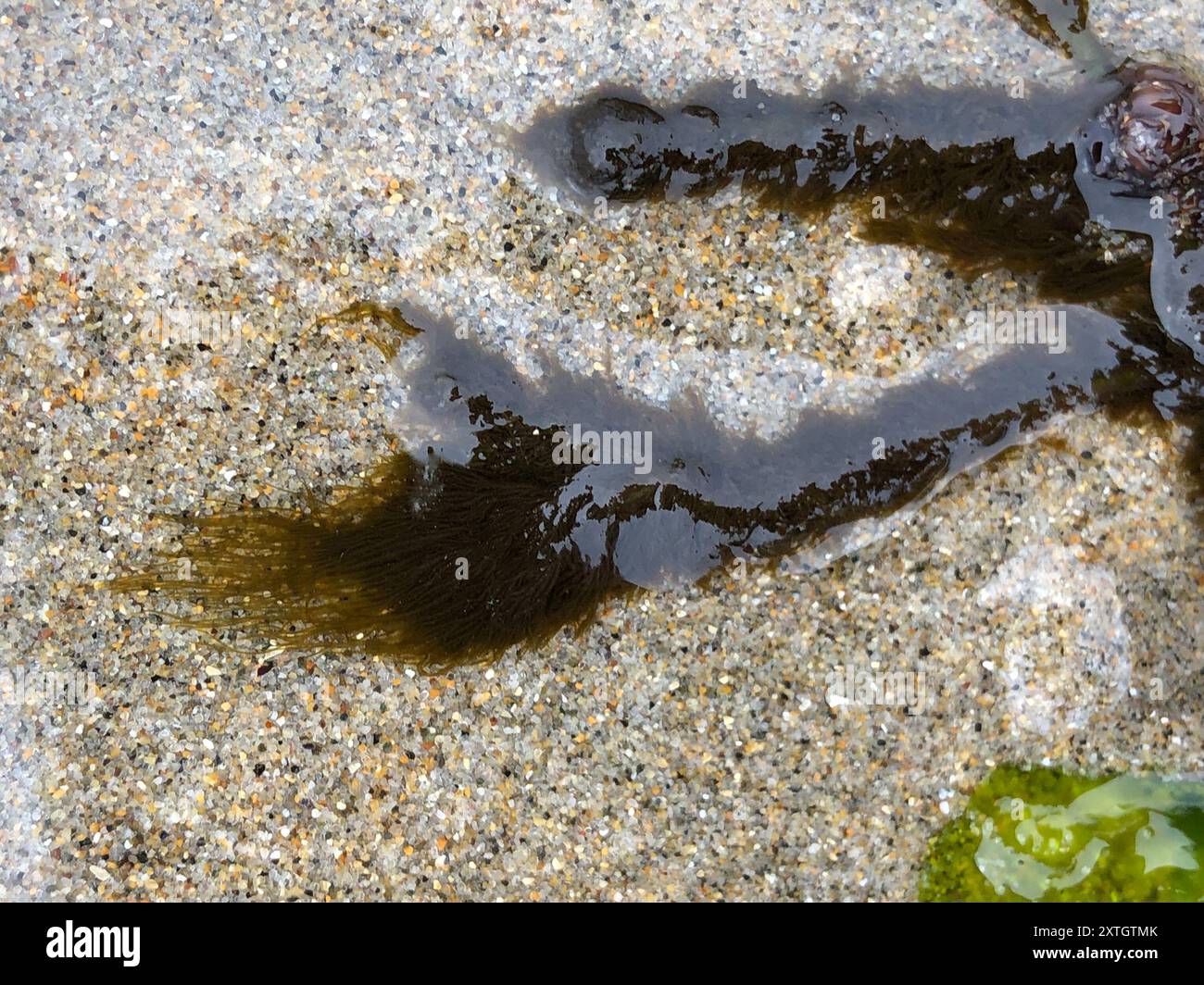 red algae (Rhodophyta) Plantae Stock Photo - Alamy