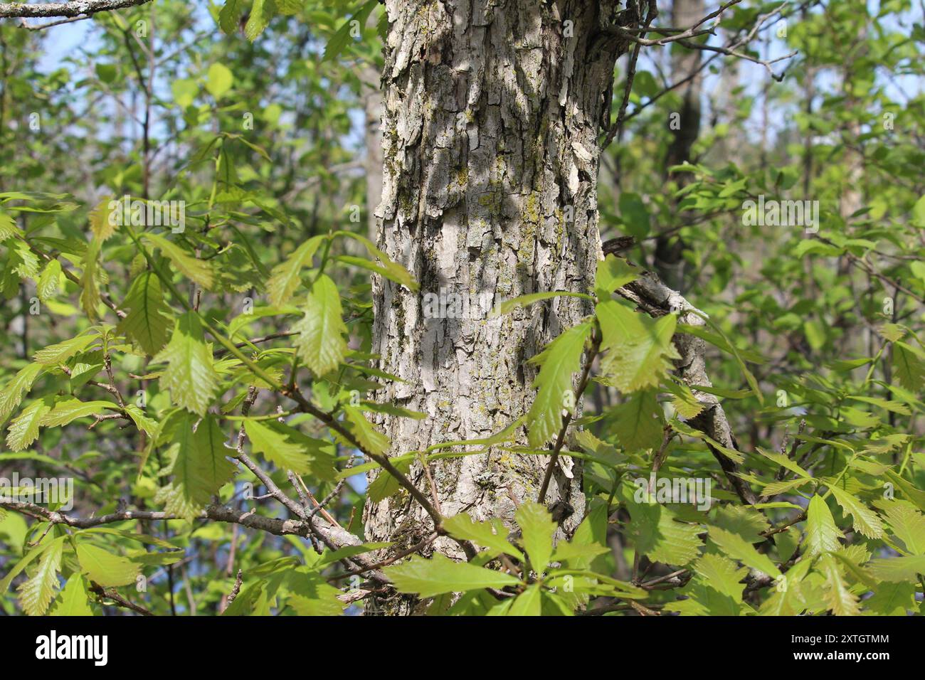 swamp white oak (Quercus bicolor) Plantae Stock Photo - Alamy