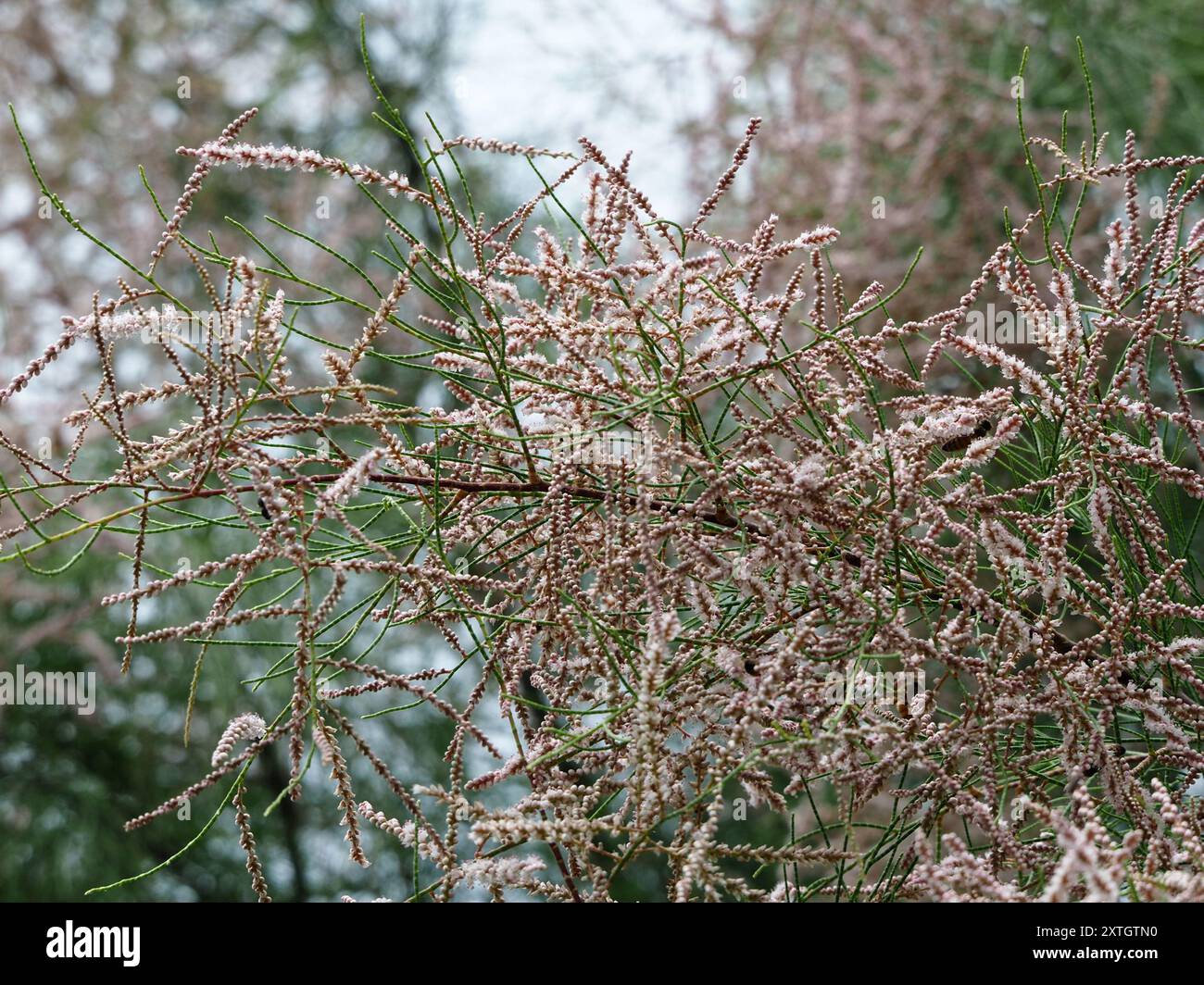 athel tamarisk (Tamarix aphylla) Plantae Stock Photo - Alamy