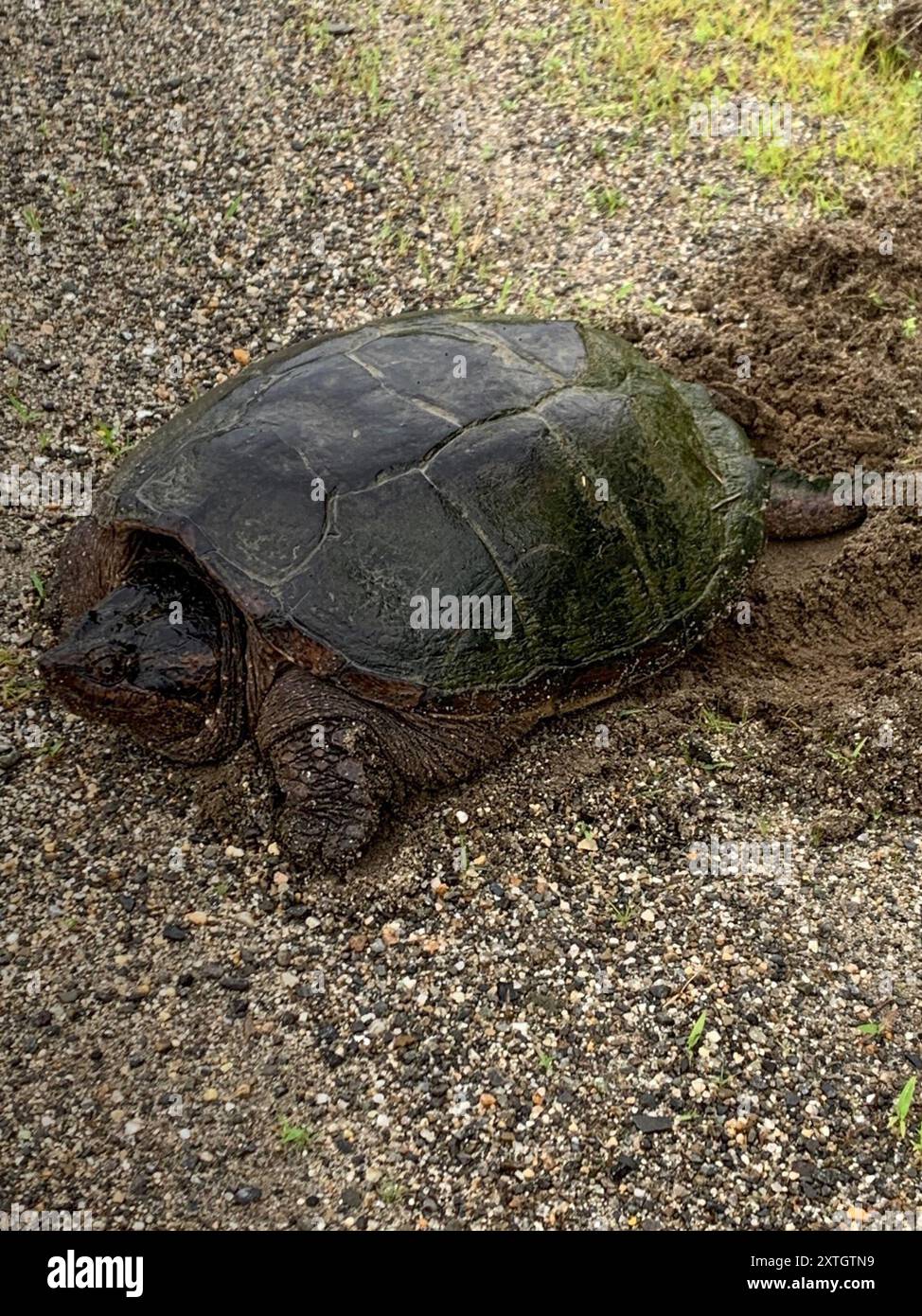 Common Snapping Turtle (Chelydra serpentina) Reptilia Stock Photo - Alamy