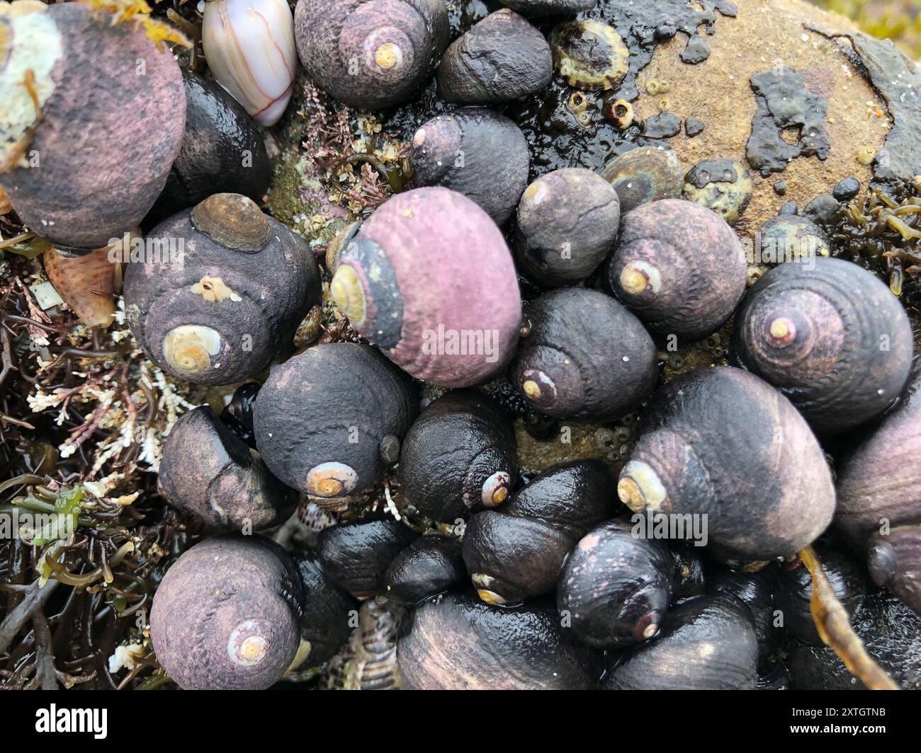 Black Tegula (Tegula funebralis) Mollusca Stock Photo - Alamy