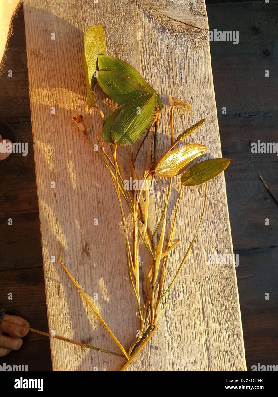 floating-leaved pondweed (Potamogeton natans) Plantae Stock Photo - Alamy