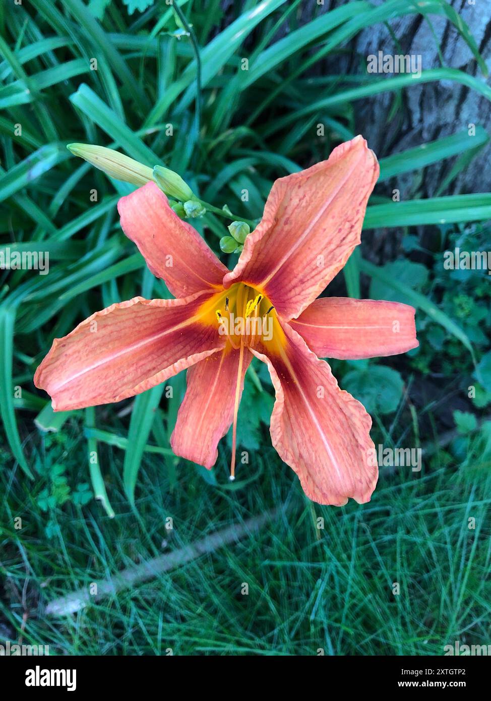 orange day-lily (Hemerocallis fulva) Plantae Stock Photo - Alamy