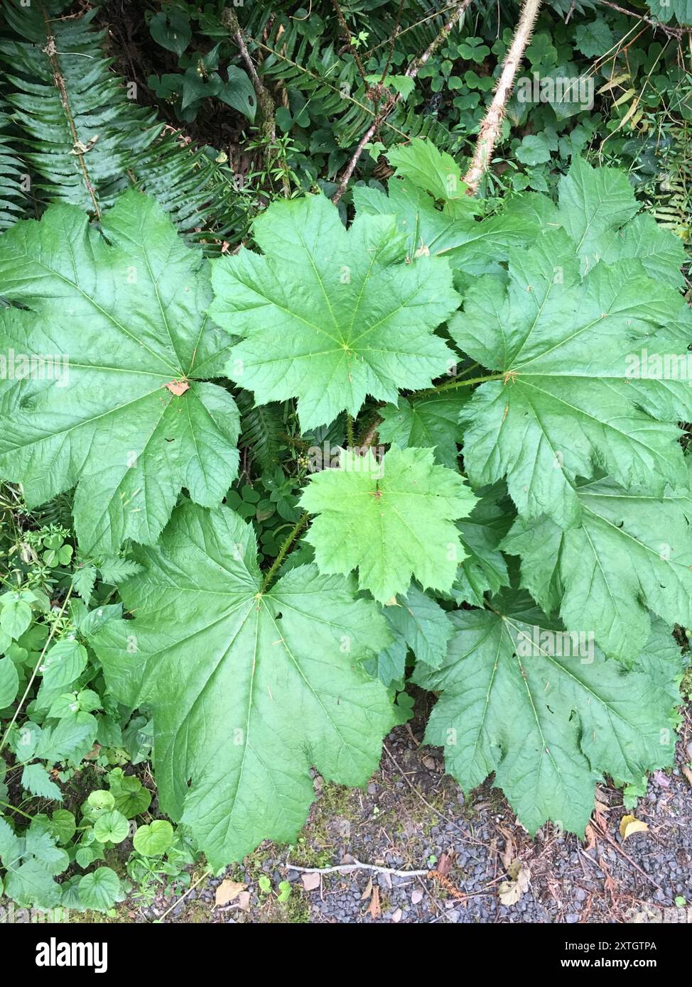 Devil's Club (Oplopanax horridus) Plantae Stock Photo - Alamy