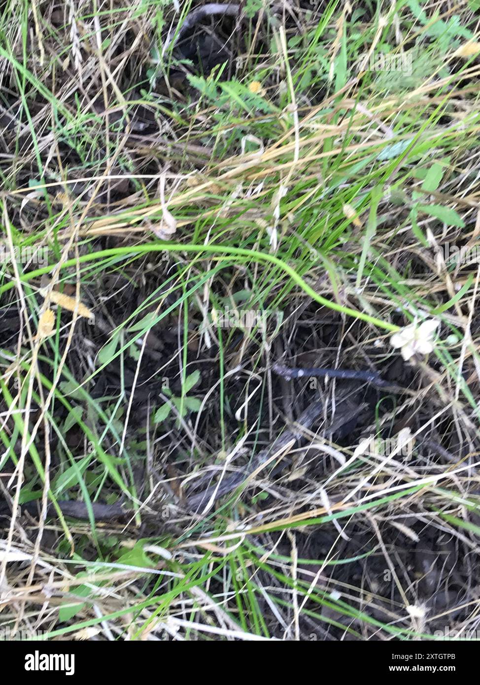 Canadian Meadow garlic (Allium canadense) Plantae Stock Photo - Alamy