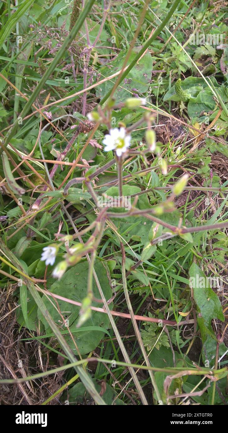 Common mouse-ear chickweed (Cerastium fontanum) Plantae Stock Photo - Alamy