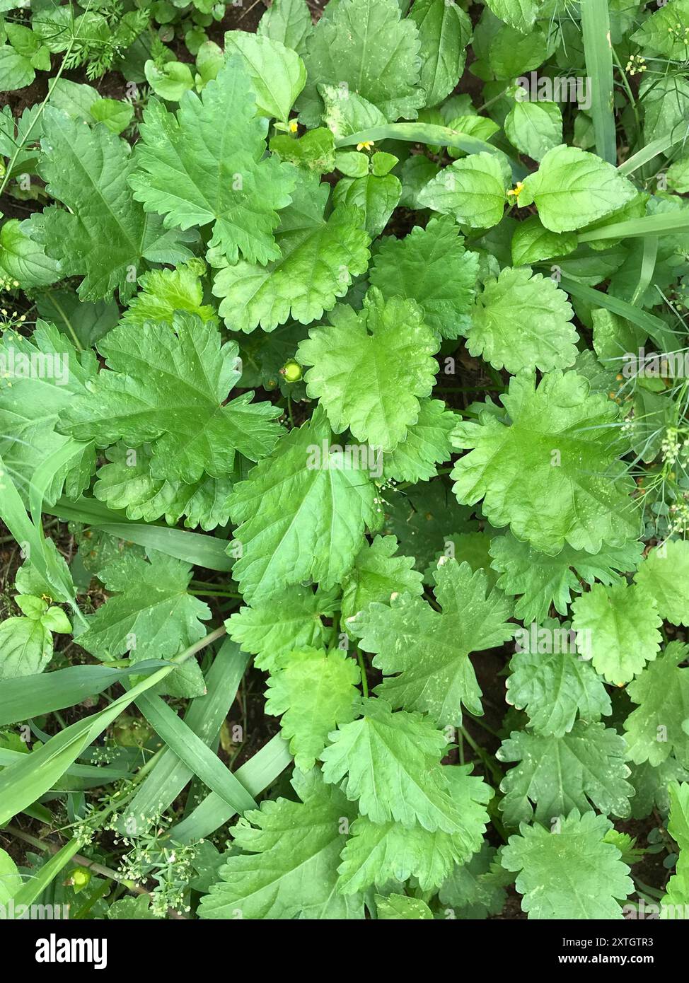 Carolina Bristlemallow (Modiola caroliniana) Plantae Stock Photo - Alamy