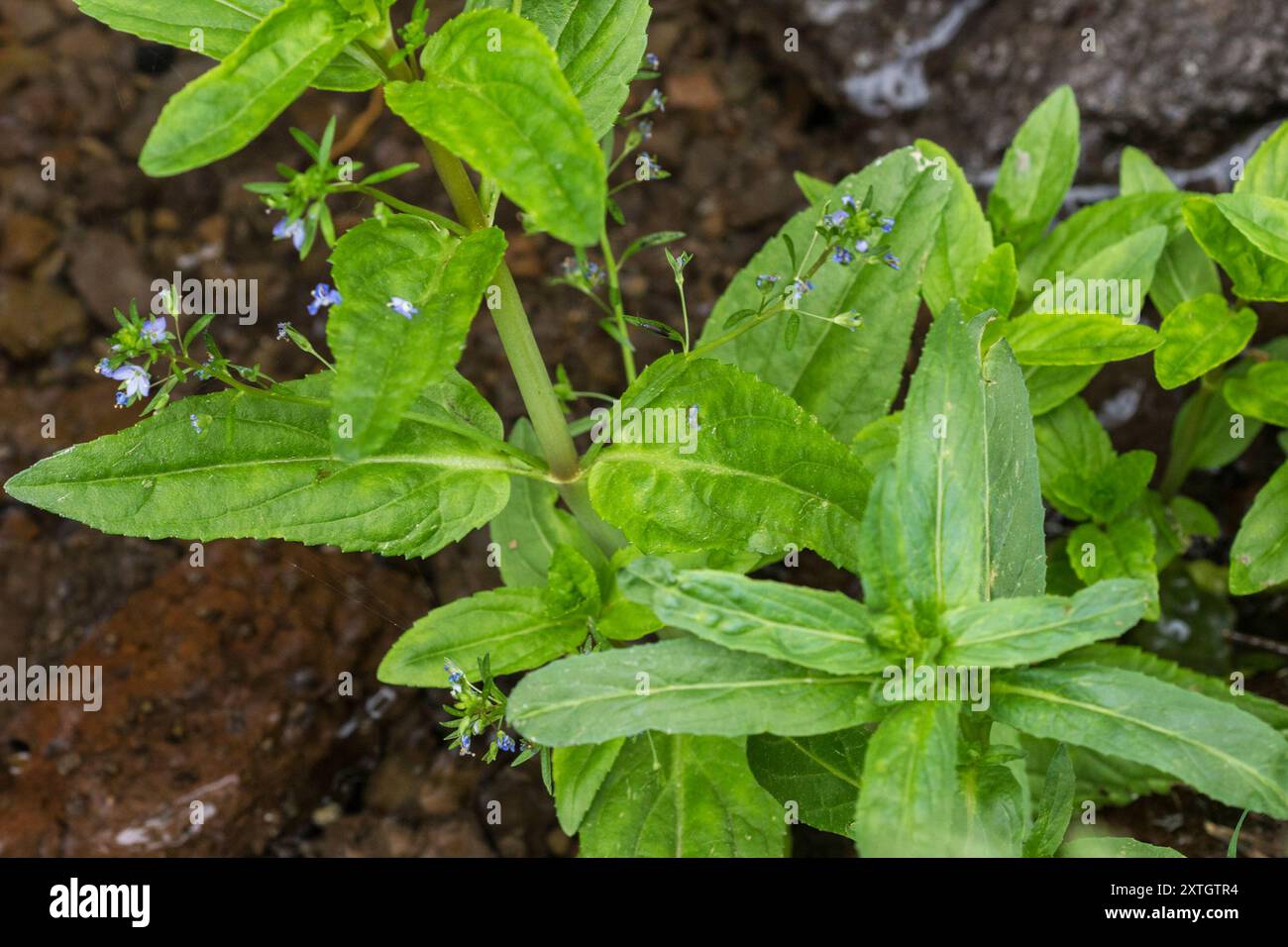 American brooklime (Veronica americana) Plantae Stock Photo - Alamy