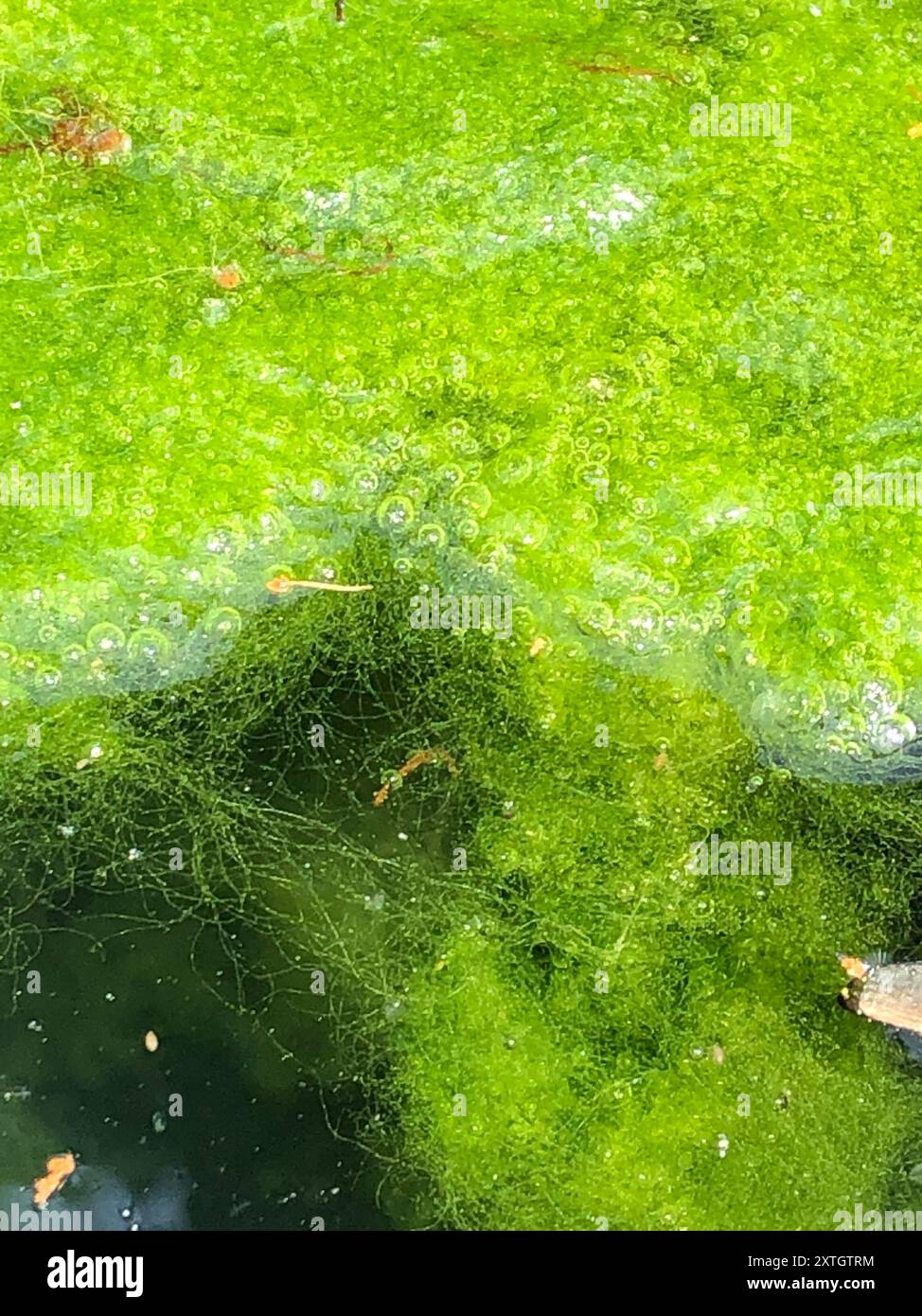 green algae (Chlorophyta) Plantae Stock Photo - Alamy