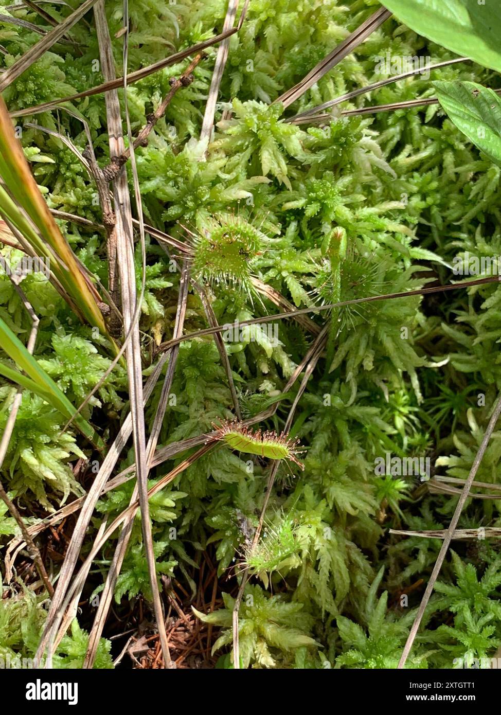 round-leaved sundew (Drosera rotundifolia) Plantae Stock Photo - Alamy