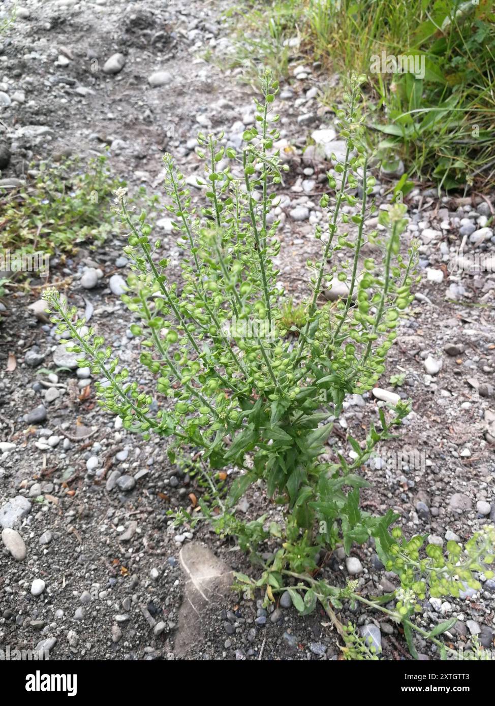 field peppergrass (Lepidium campestre) Plantae Stock Photo - Alamy