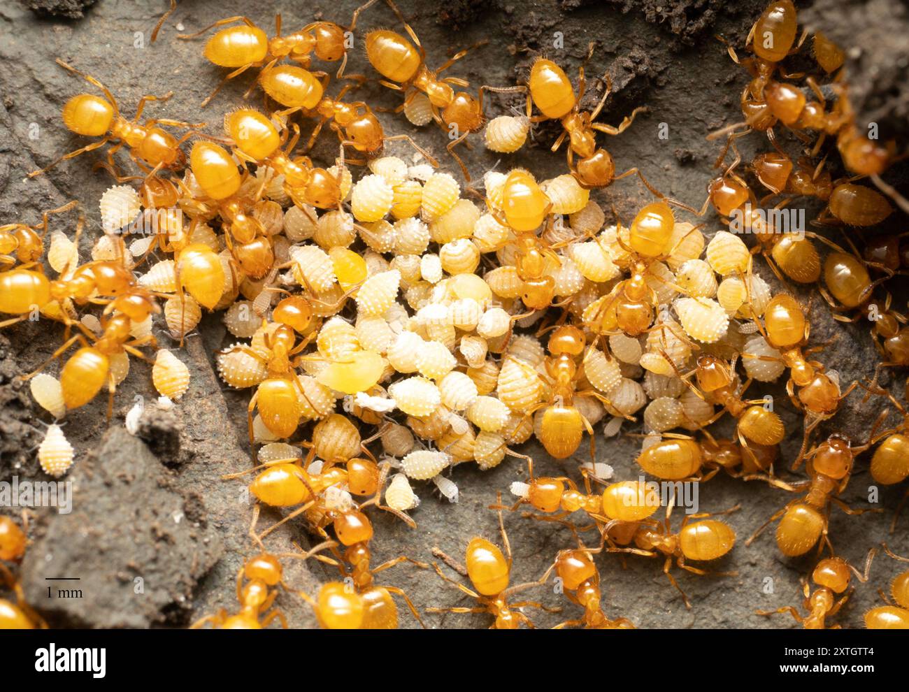 Citronella Ants, Fuzzy Ants, and Allies (Lasius) Insecta Stock Photo ...