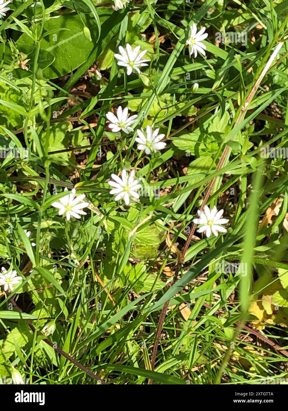 lesser stitchwort (Stellaria graminea) Plantae Stock Photo - Alamy