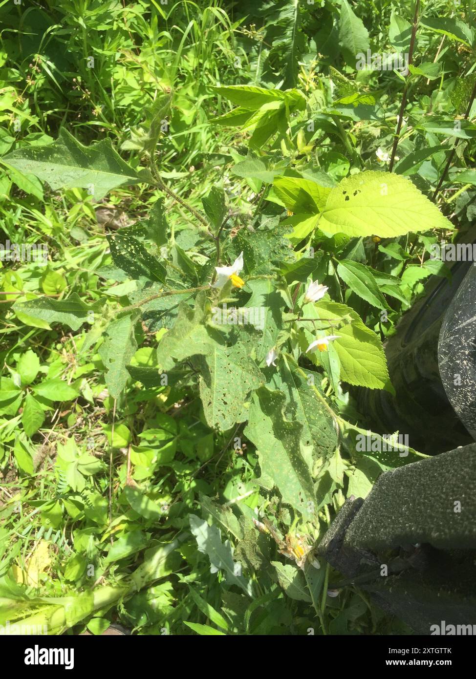 Carolina horsenettle (Solanum carolinense) Plantae Stock Photo - Alamy