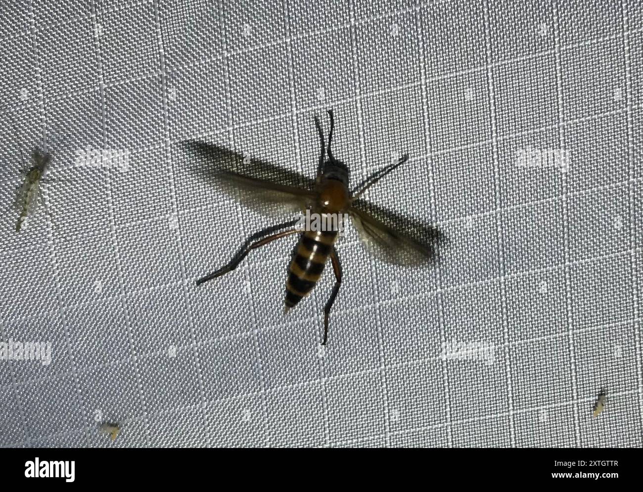 Ants, Bees, Wasps, and Sawflies (Hymenoptera) Insecta Stock Photo - Alamy