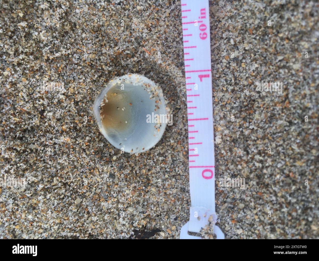 Bittersweet clam hi-res stock photography and images - Alamy