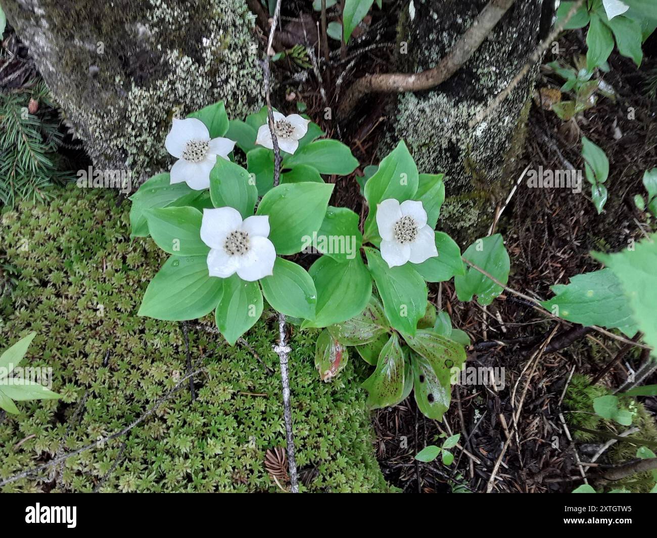 Canadian bunchberry (Cornus canadensis) Plantae Stock Photo - Alamy