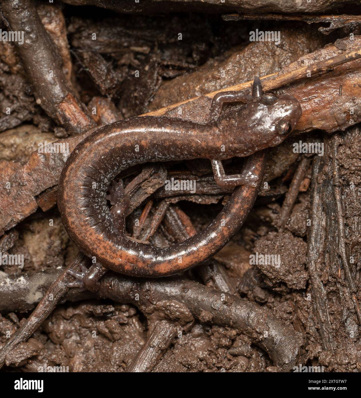Eastern Red-backed Salamander (Plethodon cinereus) Amphibia Stock Photo ...