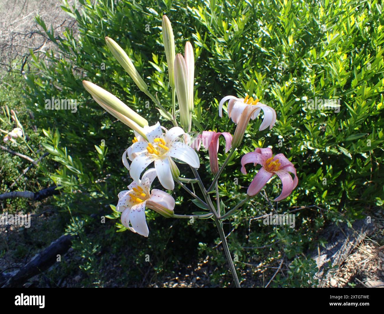 redwood lily (Lilium rubescens) Plantae Stock Photo - Alamy