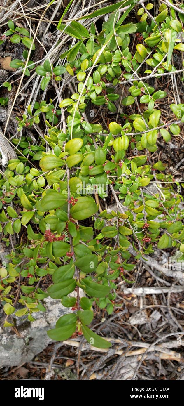 Oregon Boxwood (Paxistima myrsinites) Plantae Stock Photo - Alamy