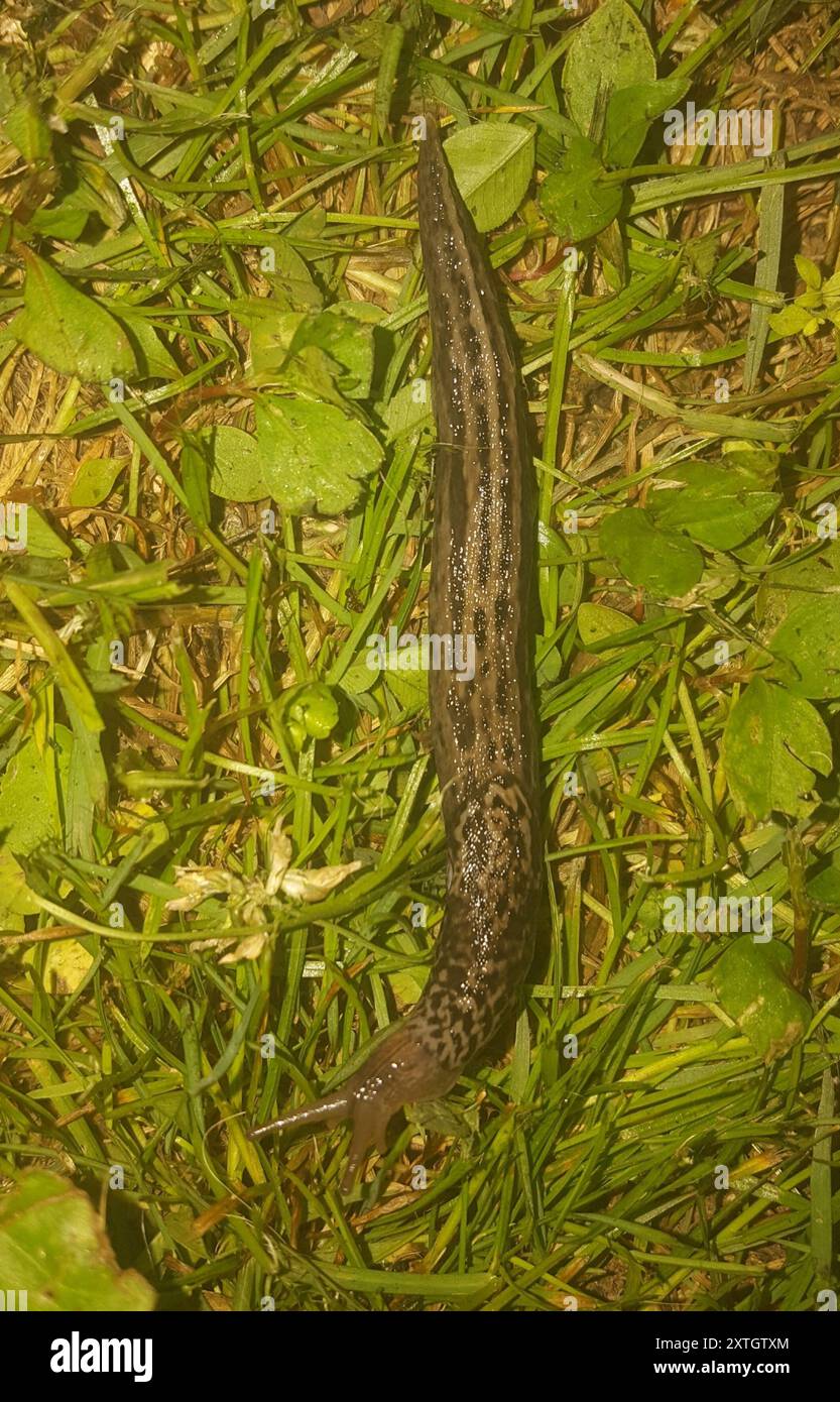 Leopard Slug (Limax maximus) Mollusca Stock Photo - Alamy