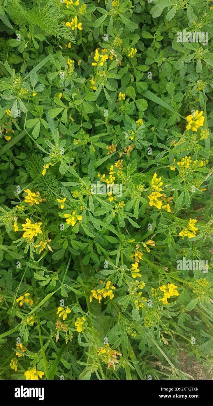 sickle alfalfa (Medicago falcata) Plantae Stock Photo - Alamy