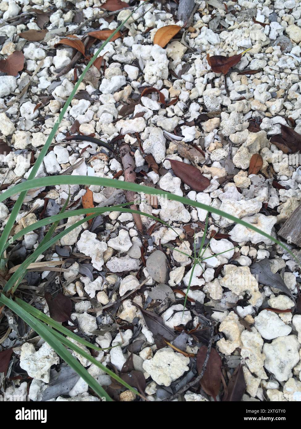 Swamp Flatsedge (Cyperus ligularis) Plantae Stock Photo - Alamy