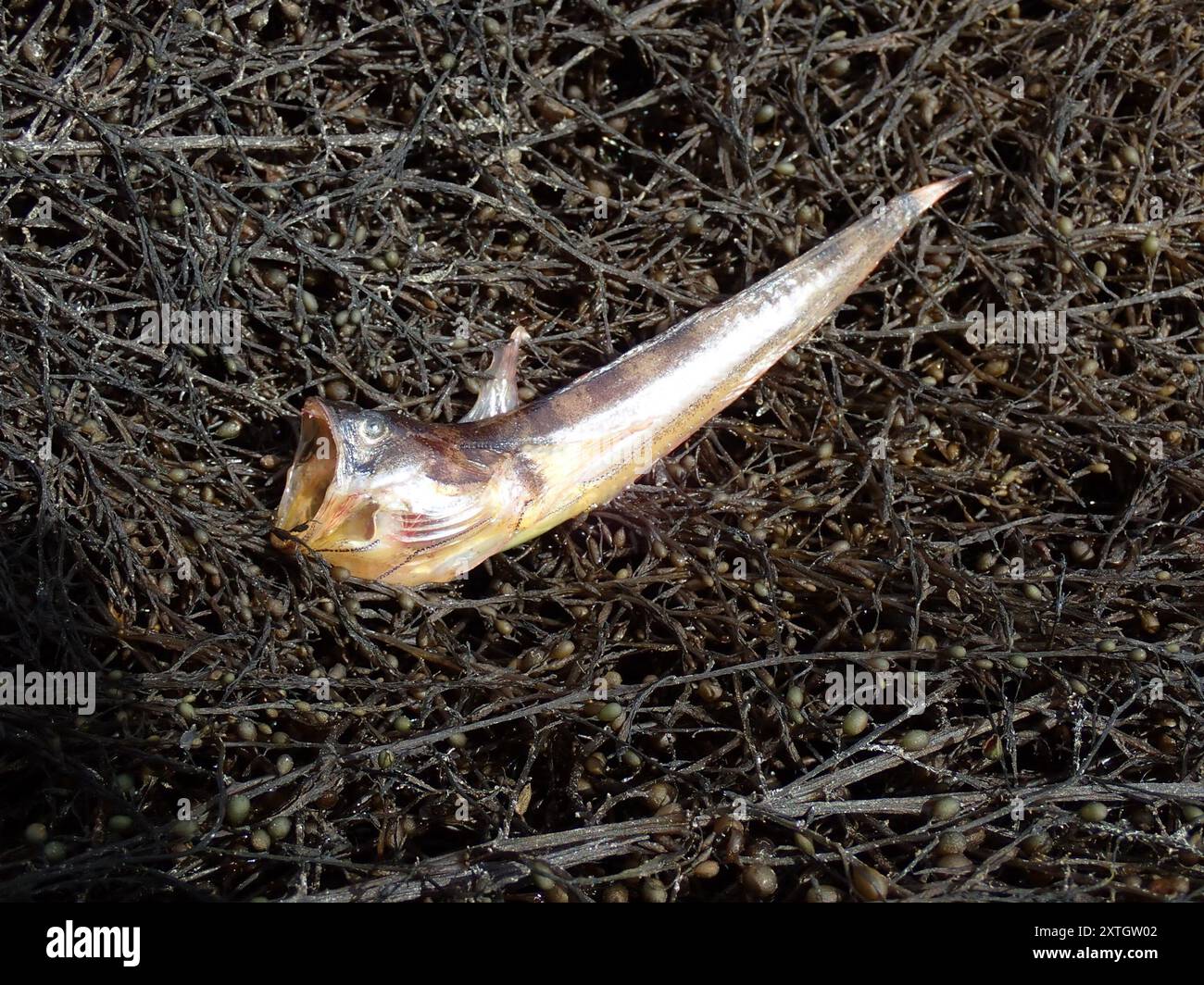 Plainfin Midshipman (Porichthys notatus) Actinopterygii Stock Photo - Alamy