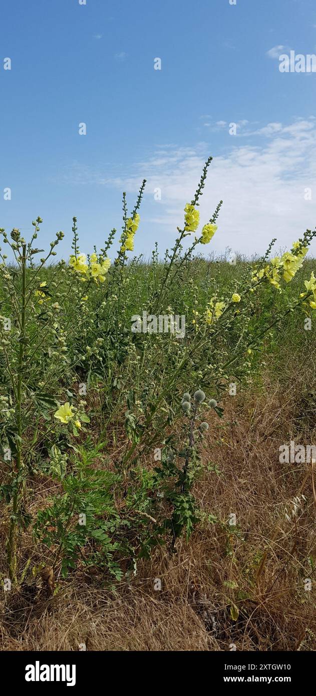 Russian Hollyhock (Alcea rugosa) Plantae Stock Photo - Alamy