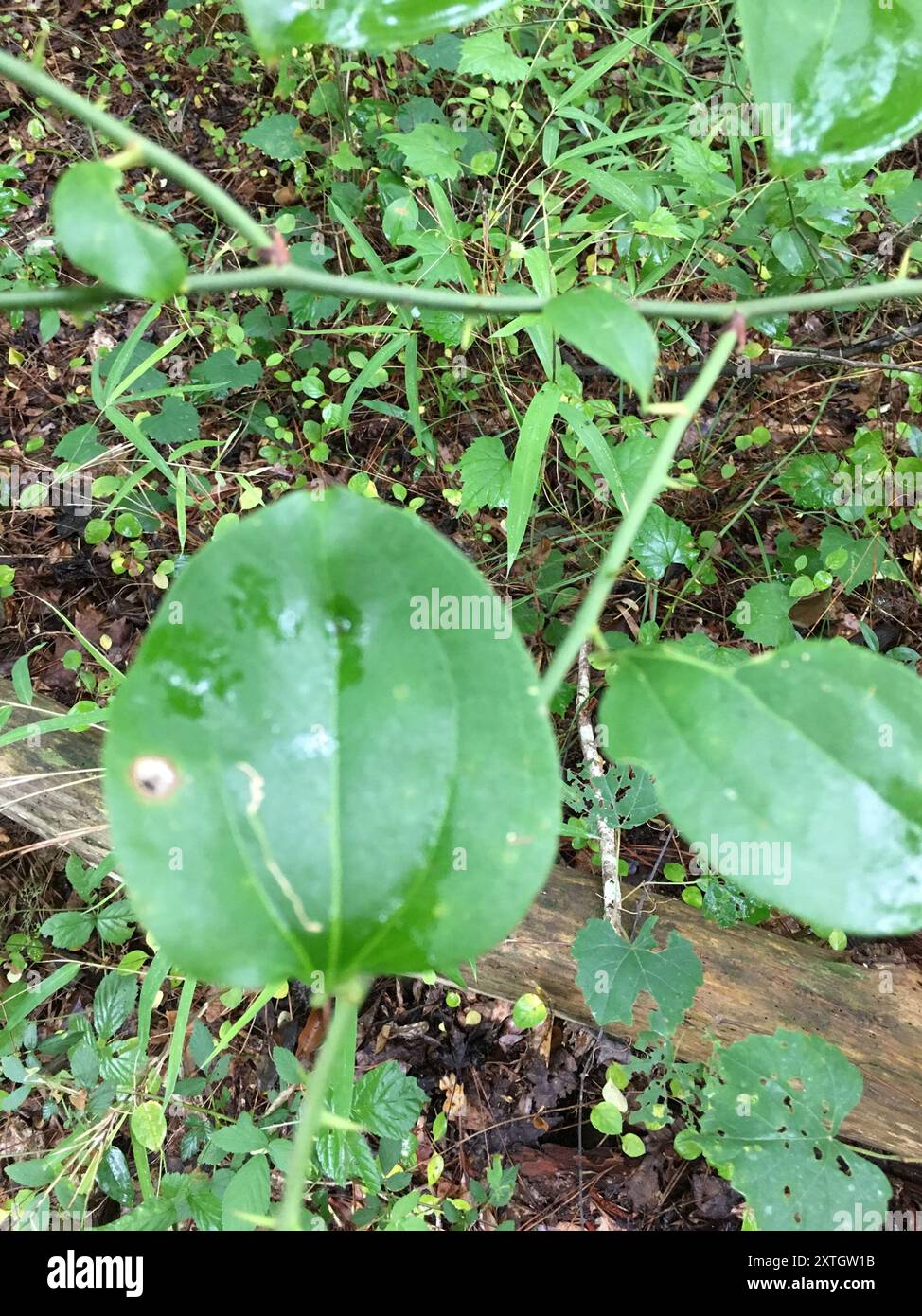 roundleaf greenbrier (Smilax rotundifolia) Plantae Stock Photo - Alamy