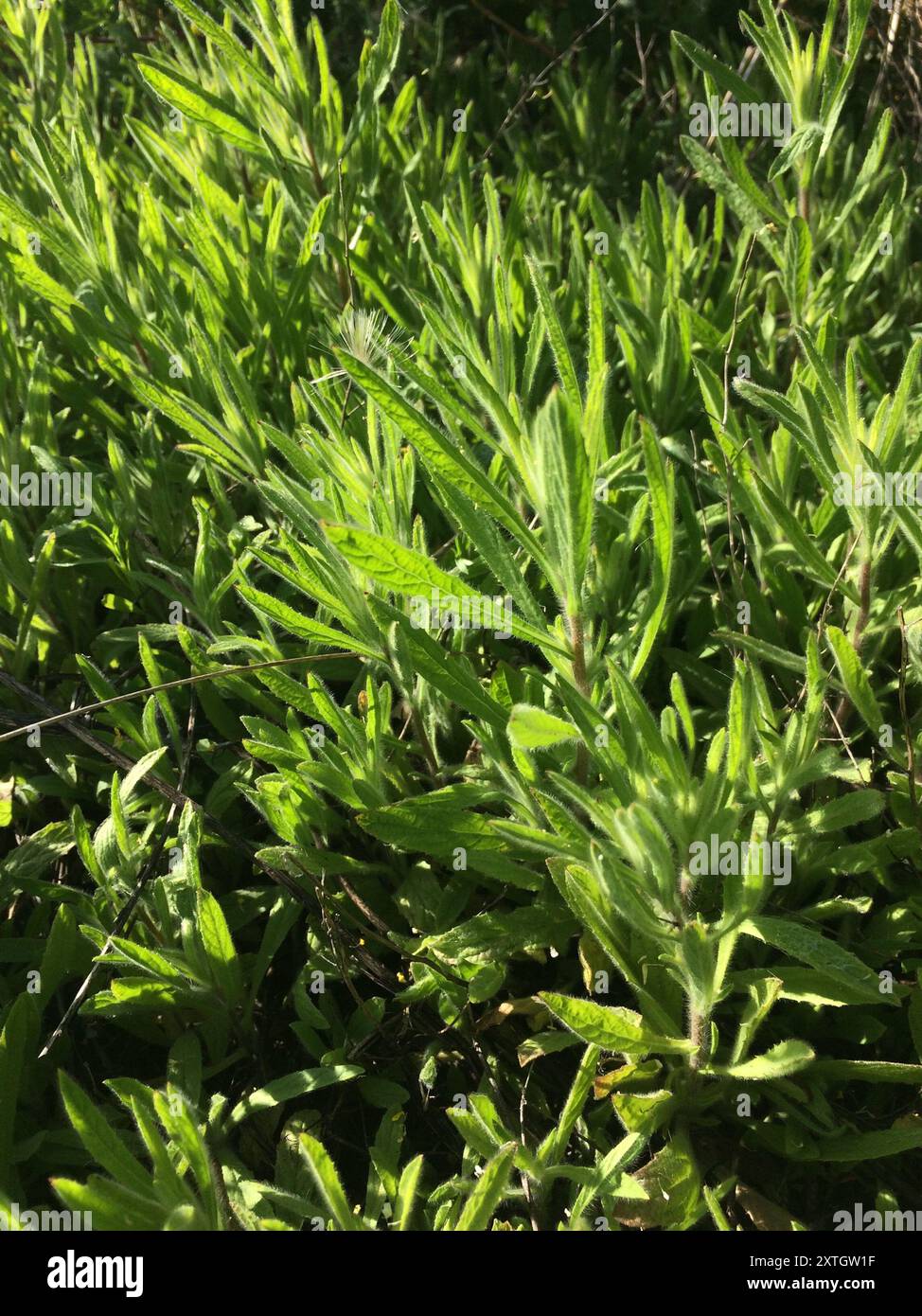 Stinkwort (Dittrichia graveolens) Plantae Stock Photo - Alamy