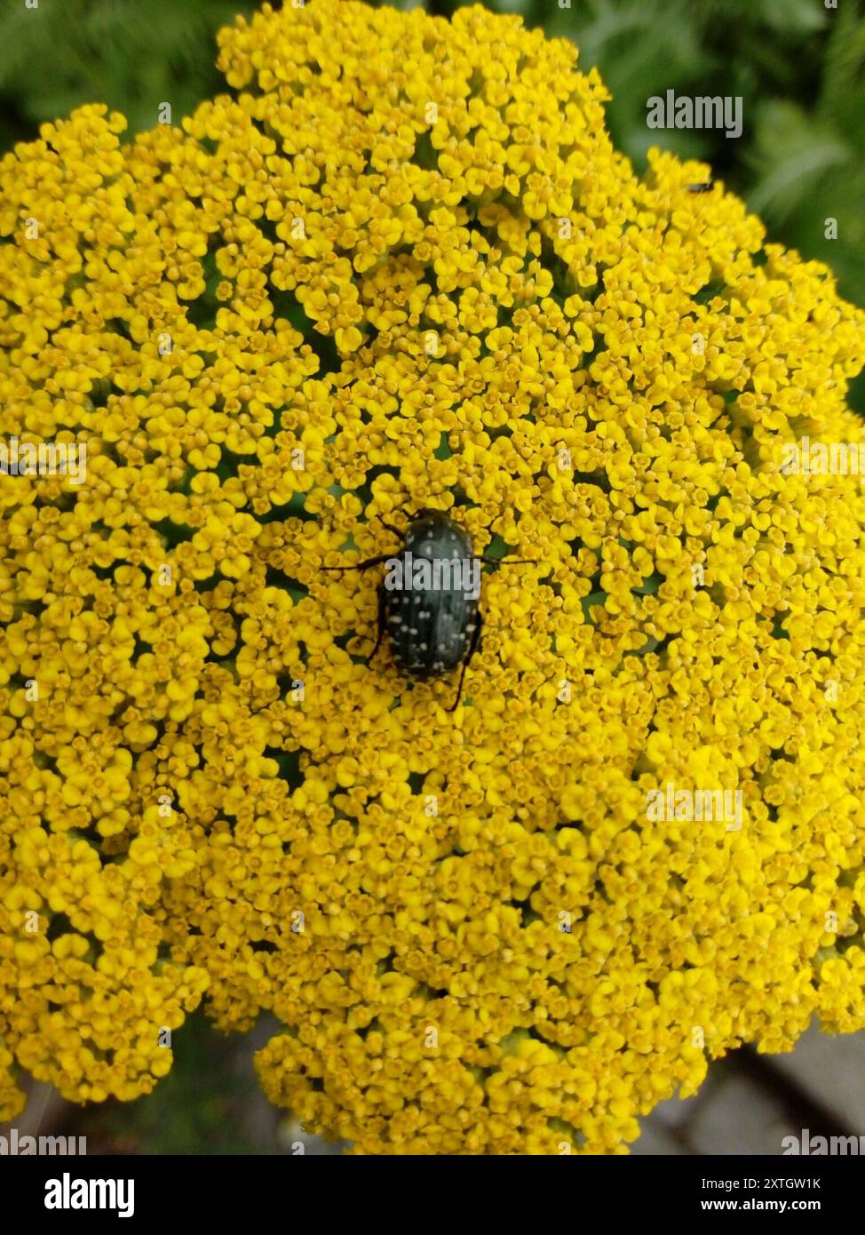 Mediterranean Spotted Chafer (Oxythyrea funesta) Insecta Stock Photo ...