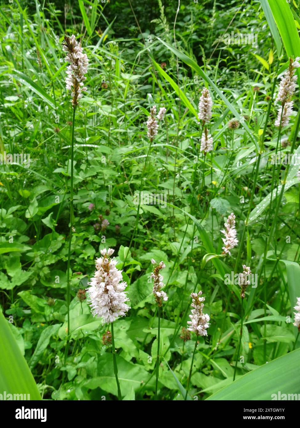 common bistort (Bistorta officinalis) Plantae Stock Photo - Alamy