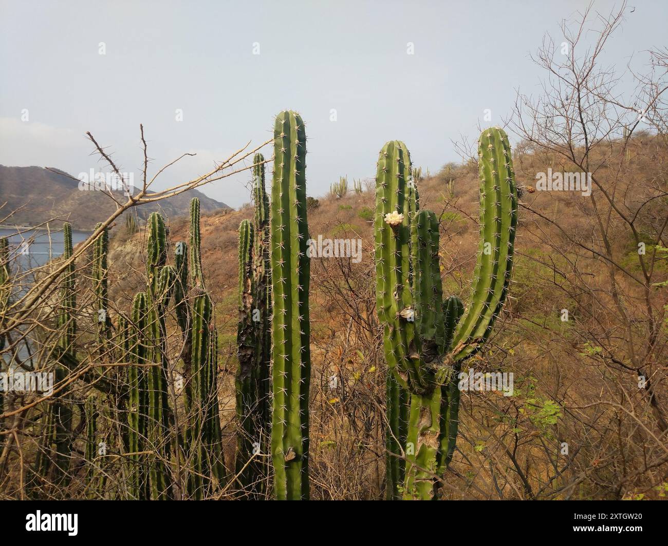 globular cacti, moonlight cacti, torch cacti, and allies (Cactoideae ...