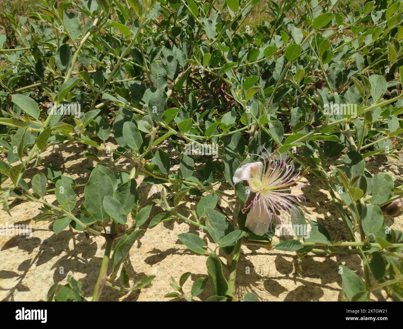 Caper Bush (Capparis spinosa) Plantae Stock Photo - Alamy