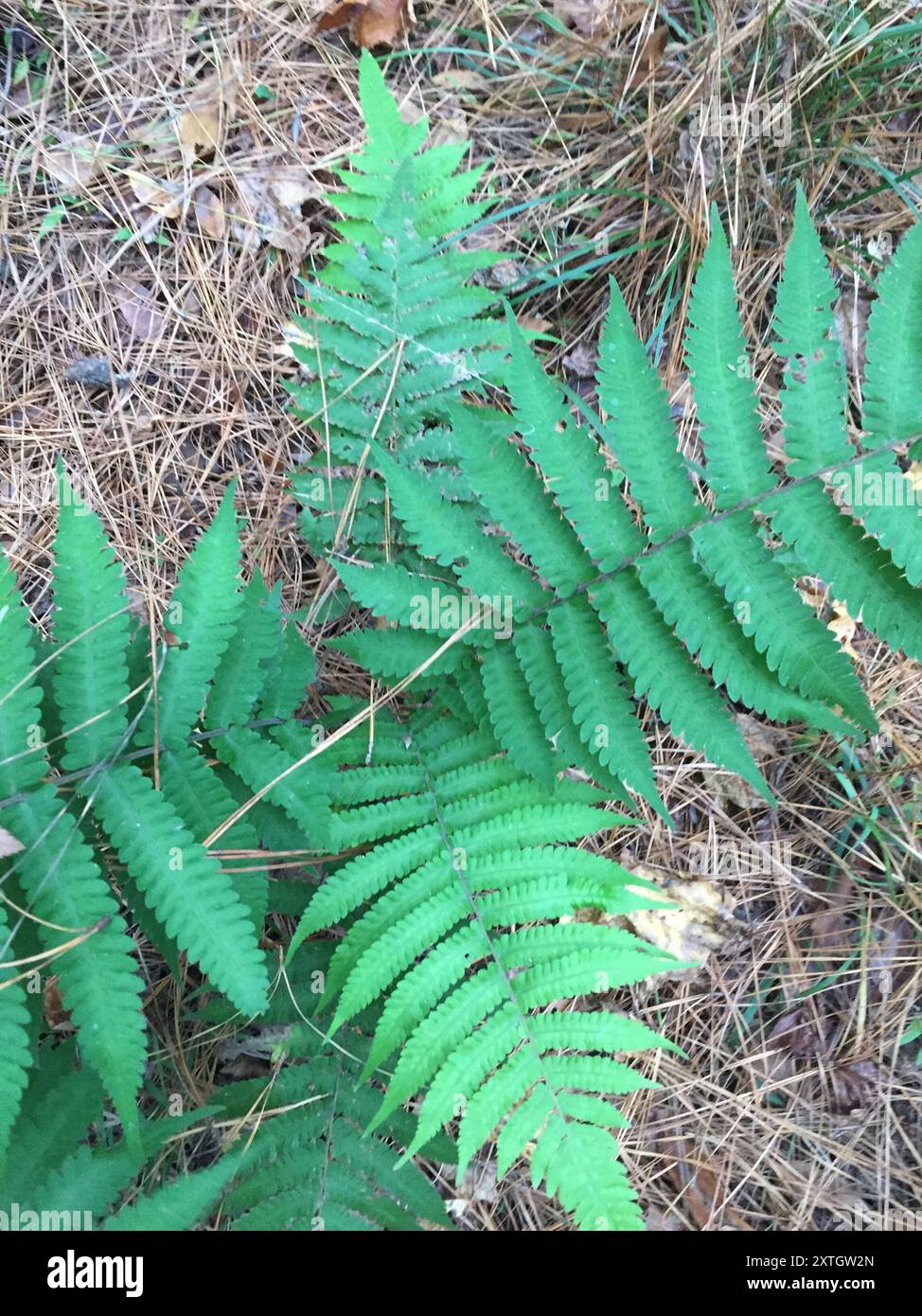 Japanese lady fern hi-res stock photography and images - Alamy